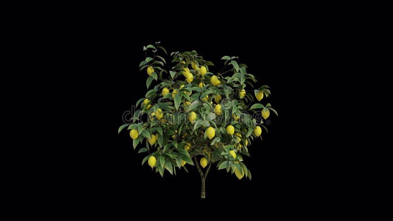 Lemon Tree Blowing in the Wind. Animated Plant Swaying in the Wind ...