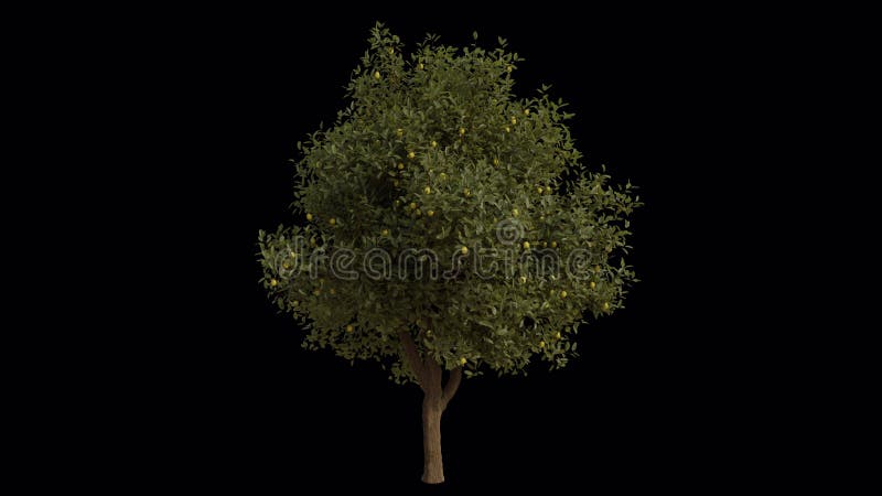 Lemon Tree Blowing in the Wind. Wind Blows the Tree. Alpha Channel ...