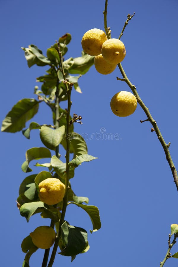 Lemon tree on a blue sky stock photo. Image of bright - 159016222
