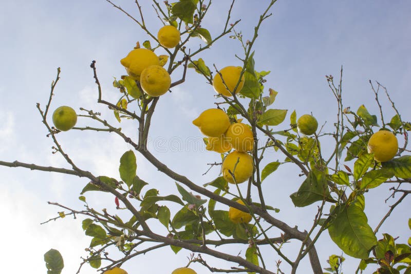 Lemon tree stock photo. Image of plump, ripening, ripened - 41828458
