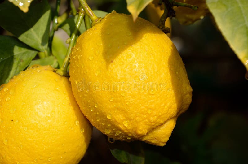 Lemon tree branch stock image. Image of crop, healthful - 37617825
