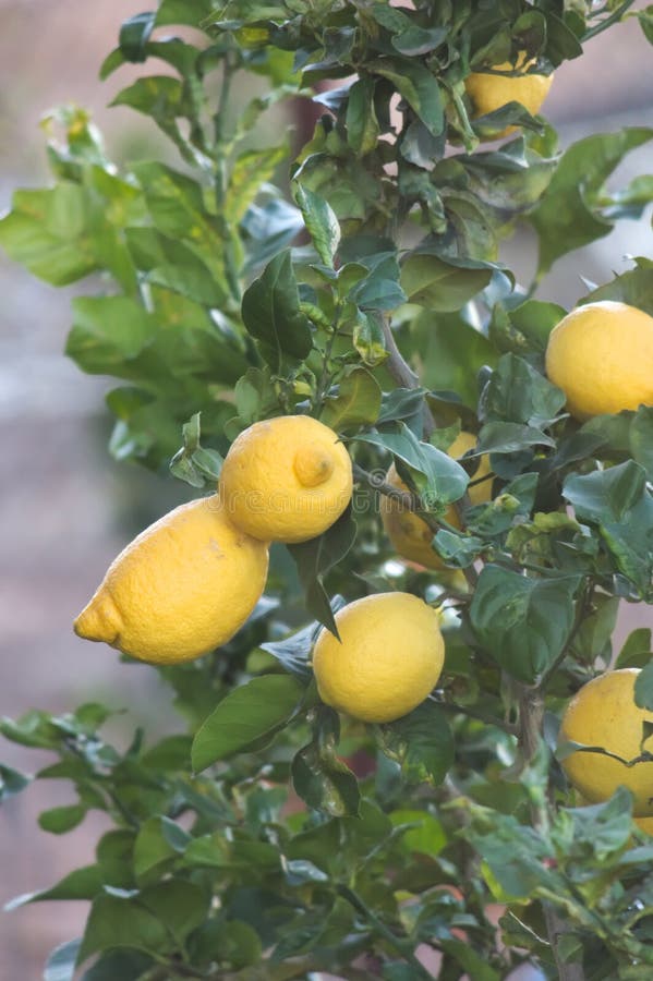 A Lemon Tree Branch Full of Ripe Lemons Stock Image - Image of isolated ...