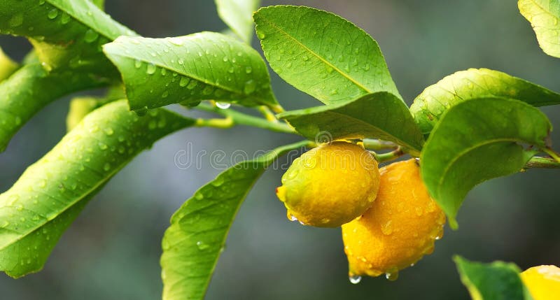 Lemon Tree Branch and Leaves Stock Photo - Image of pretty, yellow: 7395748