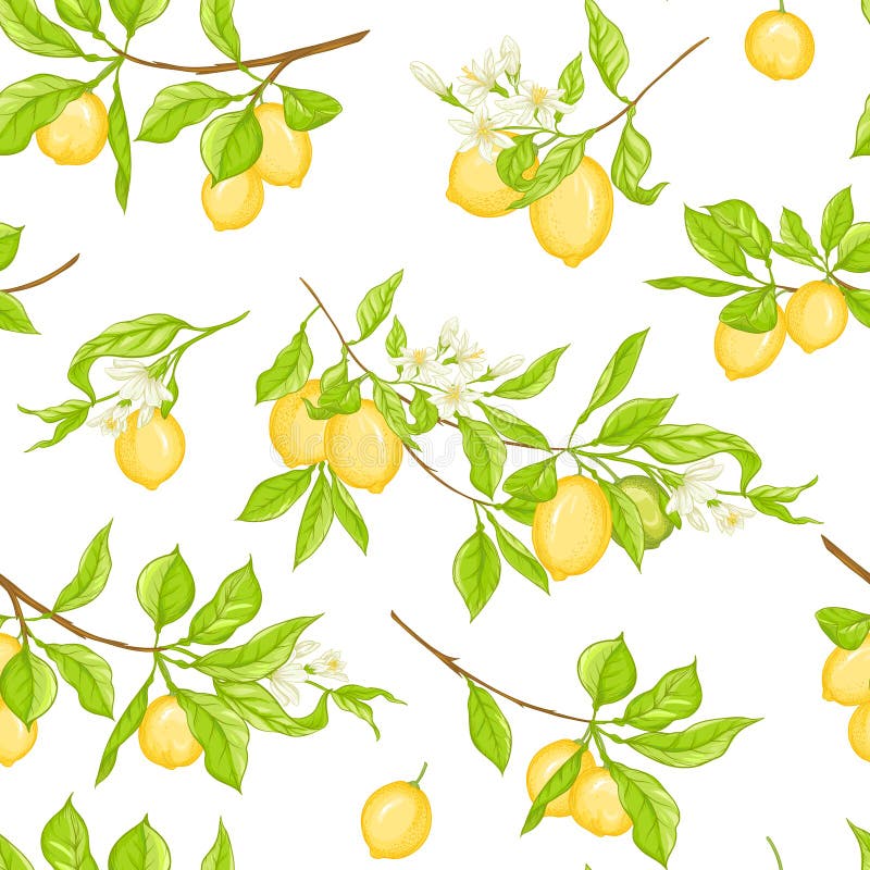 Lemon Tree Branch with Lemons Stock Vector - Illustration of color ...