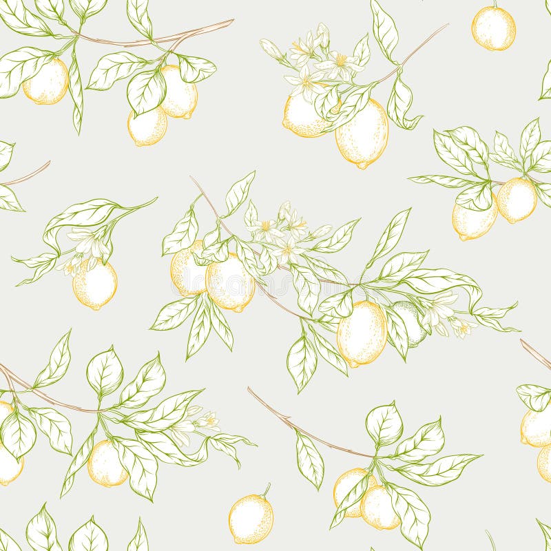 Lemon Tree Outline Stock Illustrations – 1,244 Lemon Tree Outline Stock ...