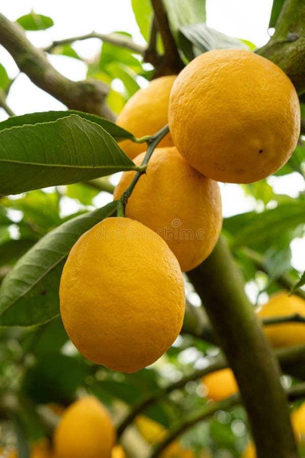 Lemon Tree Branches with Fresh Citrus Fruits in an Orchard Stock Image ...