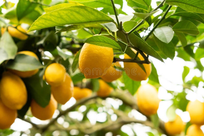 Lemon Tree Branches with Fresh Citrus Fruits in an Orchard Stock Image ...