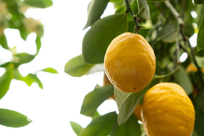 Lemon Tree Branches with Fresh Citrus Fruits in an Orchard. Place for ...