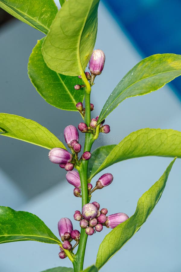 Lemon tree buds and leaves stock image. Image of tree - 359675415