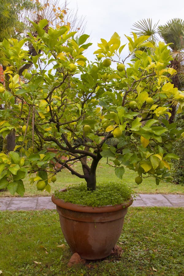 Lemon Tree in a Ceramic Pot in the Garden Stock Image - Image of ...