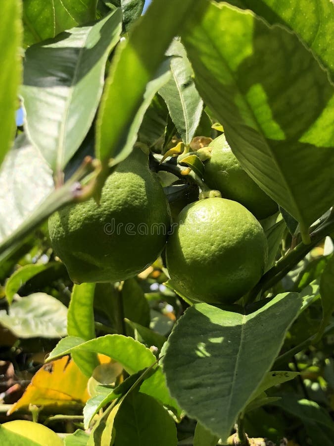Lemon tree stock image. Image of foliage, tree, growing - 120504251