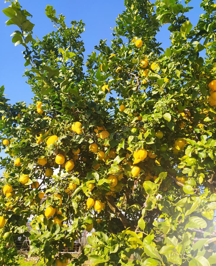 Lemon Tree with Citrus Fruits Outdoors. Big Tropical Harvest Stock ...