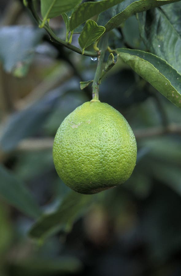 CITRON stock photo. Image of agriculture, states, america - 170212684