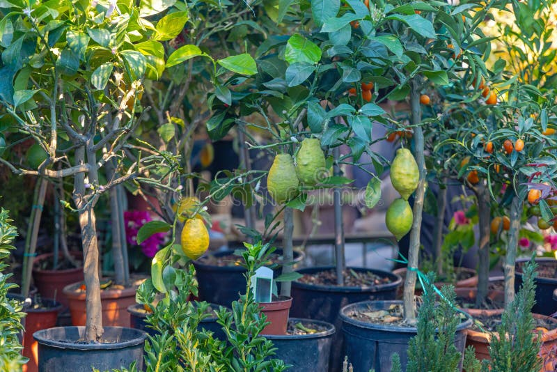 Lemon Tree Pots stock image. Image of plant, serbia - 324875359