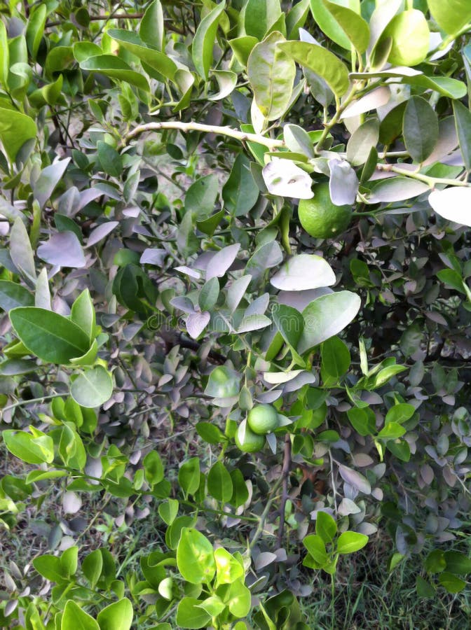 Lemon tree stock image. Image of domestic, branch, nutrition - 59487141