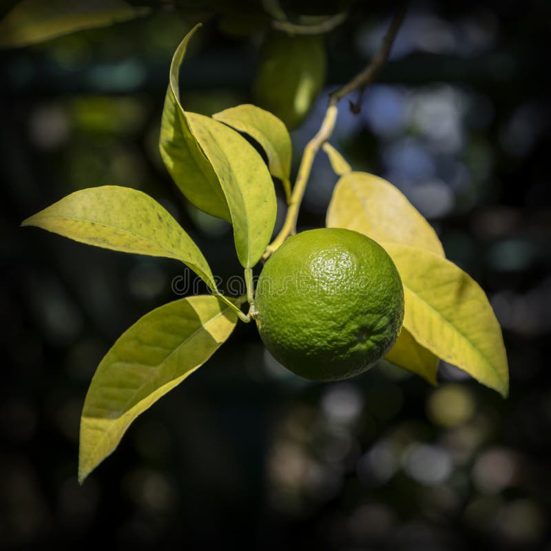 Lemon Growing on Lemon Tree in Cultivated Garden Stock Image - Image of ...