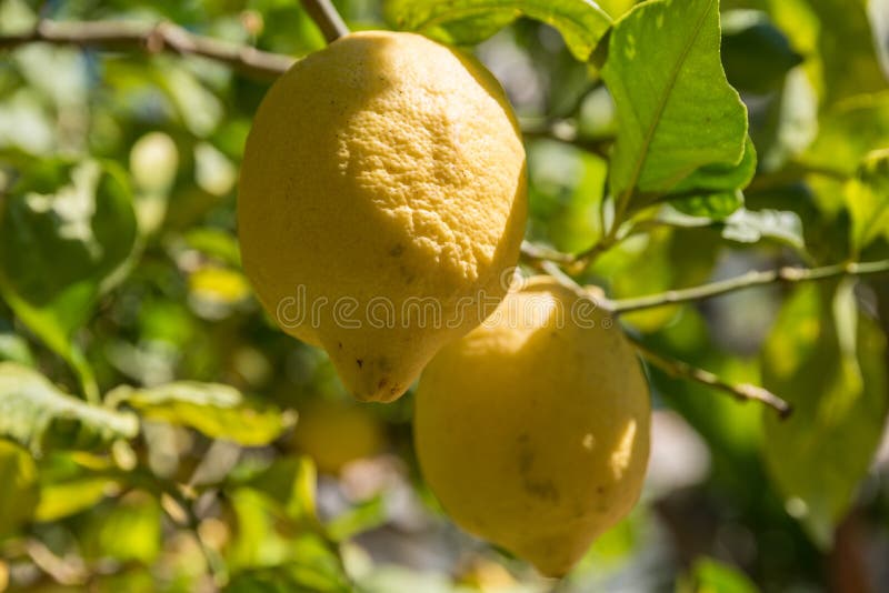 Lemon on the Tree - Close-up Stock Photo - Image of hesperidium, tree ...