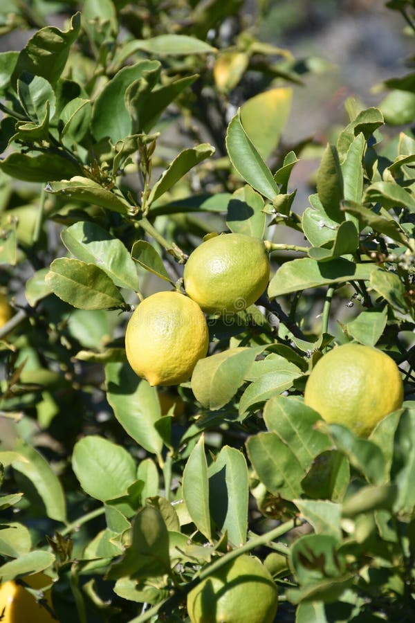 Lemon Tree with a Cluster of Lemons Ripening Stock Photo - Image of ...