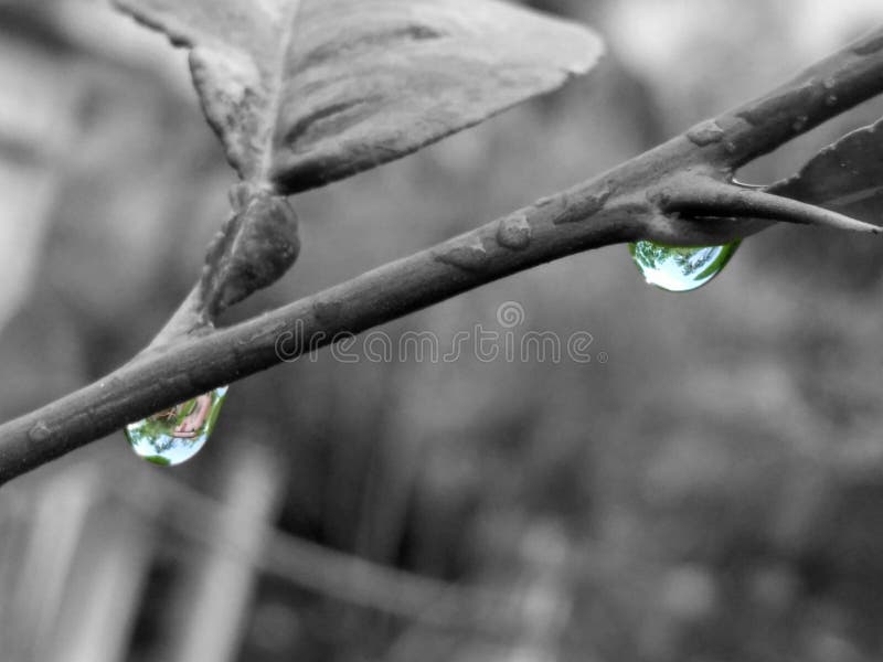 Lemon tree, colour splash stock image. Image of colour - 117343781