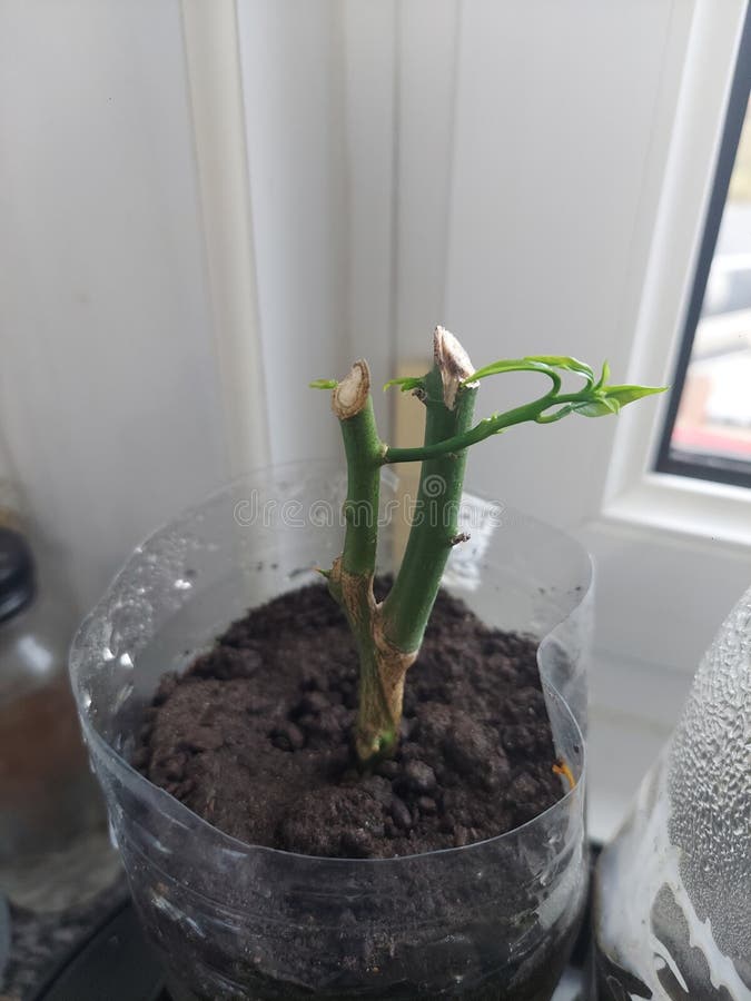 Lemon Tree Cutting Growing in the Kitchen. Recycled Bottle Pot To Have ...