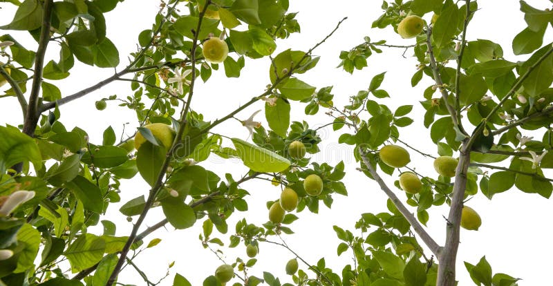A Lemon Tree in the Detail - Branches with Lemon Fruit Stock Photo ...