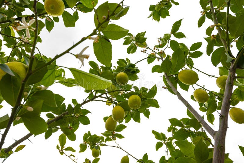 A Lemon Tree in the Detail - Branches with Lemon Fruit Stock Photo ...