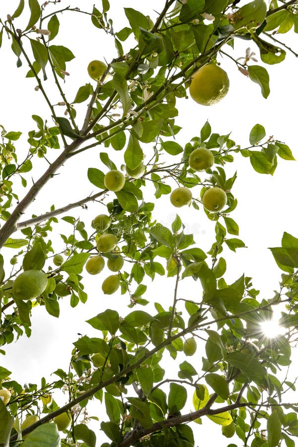 Lemon Tree in the Detail - Branches with Lemon Fruits Stock Photo ...