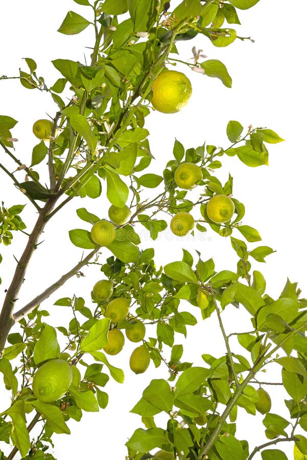 Lemon Tree in the Detail - Branches with Lemon Fruits Stock Image ...