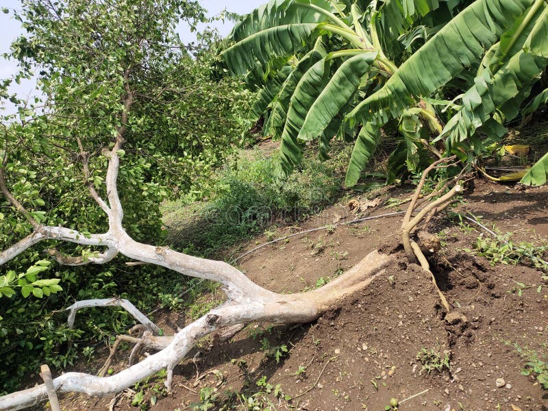 Lemon Tree Fall Down Due To Heavy Rain in India Stock Image - Image of ...