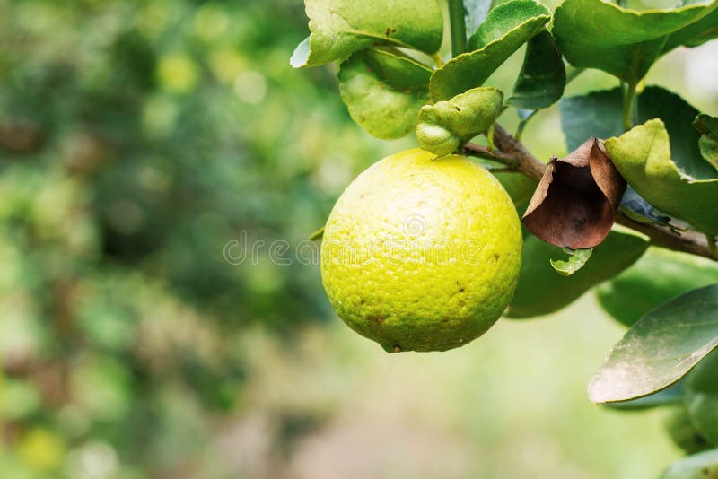 Lemon on tree in farm stock image. Image of agriculture - 134650199