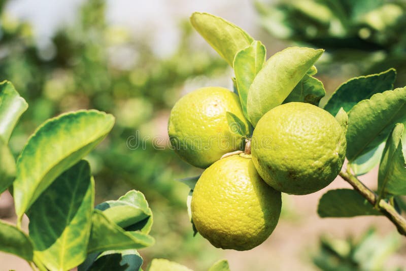 Lemon in farm stock image. Image of asia, plant, agriculture - 165505909