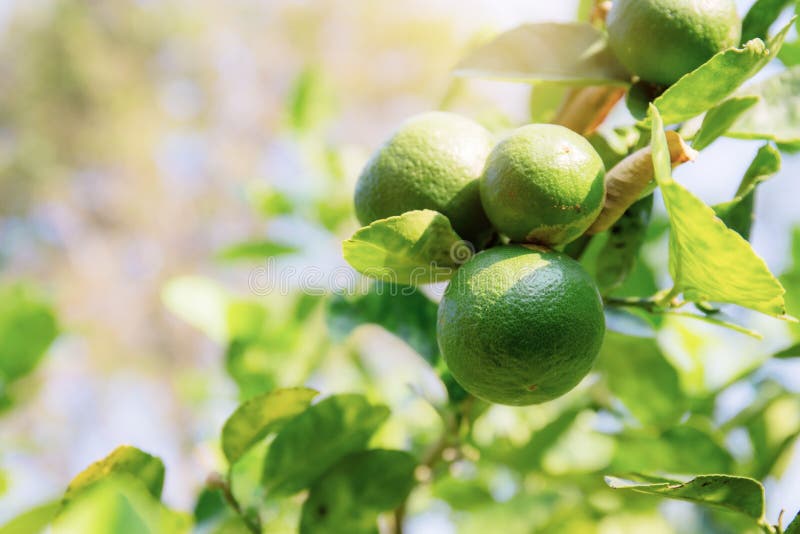 Lemon on tree in farm stock photo. Image of sour, organic - 195540006