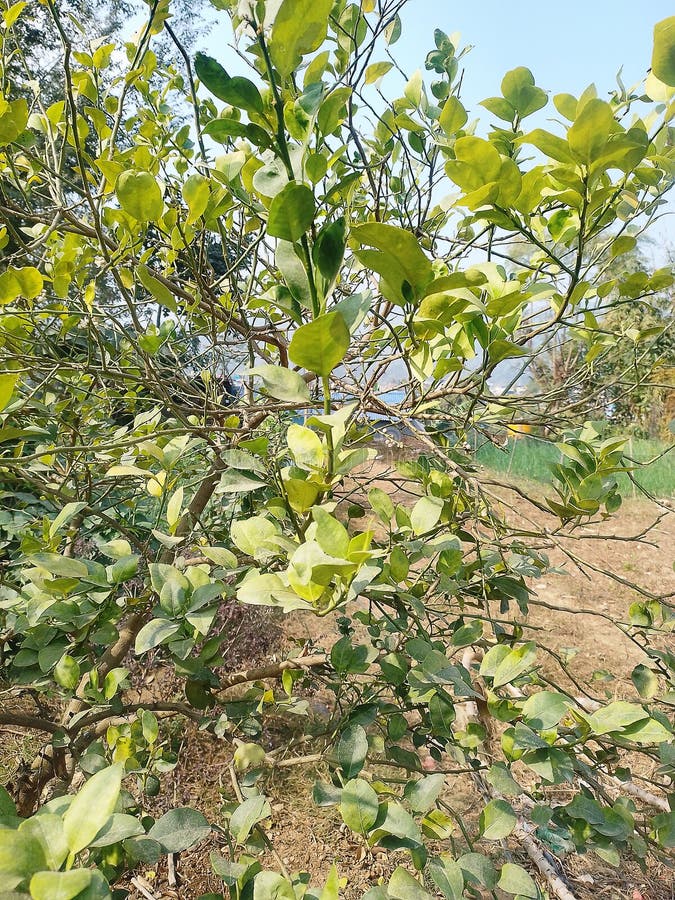 Lemon Tree in the Field with Beautiful Picture Stock Image - Image of ...