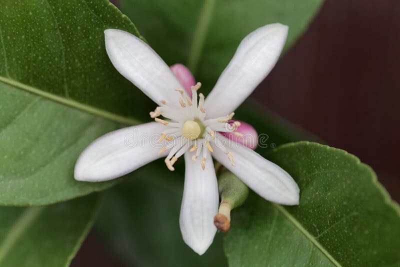 Lemon Tree Flower Citrus Limon Stock Image - Image of country, beauty ...