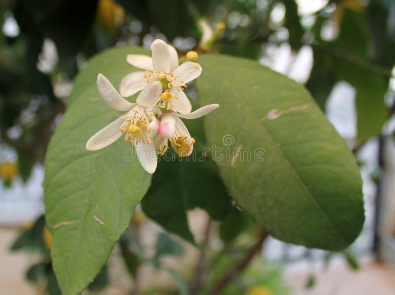 The Lemon Tree Flower is Fragrant Stock Photo - Image of lemon, fruit ...