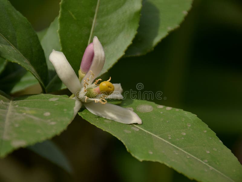 Lemon tree with flower stock image. Image of branch - 271348031