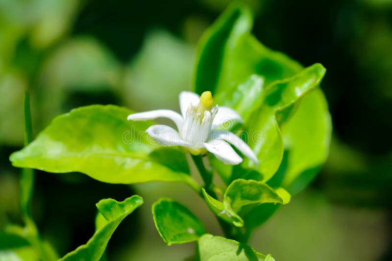 Lemon Tree with Flower or Lime Tree with Flower Stock Photo - Image of ...