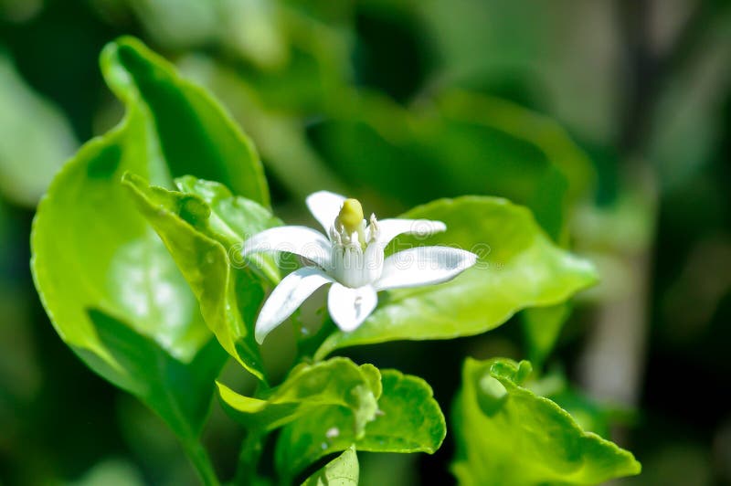 Lemon Tree with Flower or Lime Tree with Flower Stock Photo - Image of ...