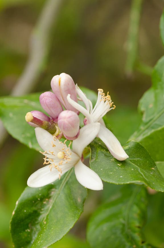 Lemon tree flower stock photo. Image of mediterranean - 30799848