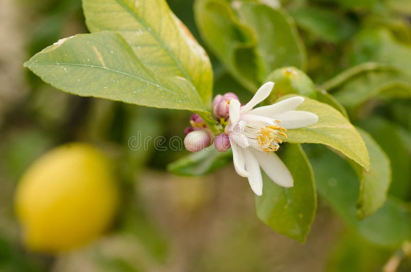 Lemon tree flower stock photo. Image of mediterranean - 30799848