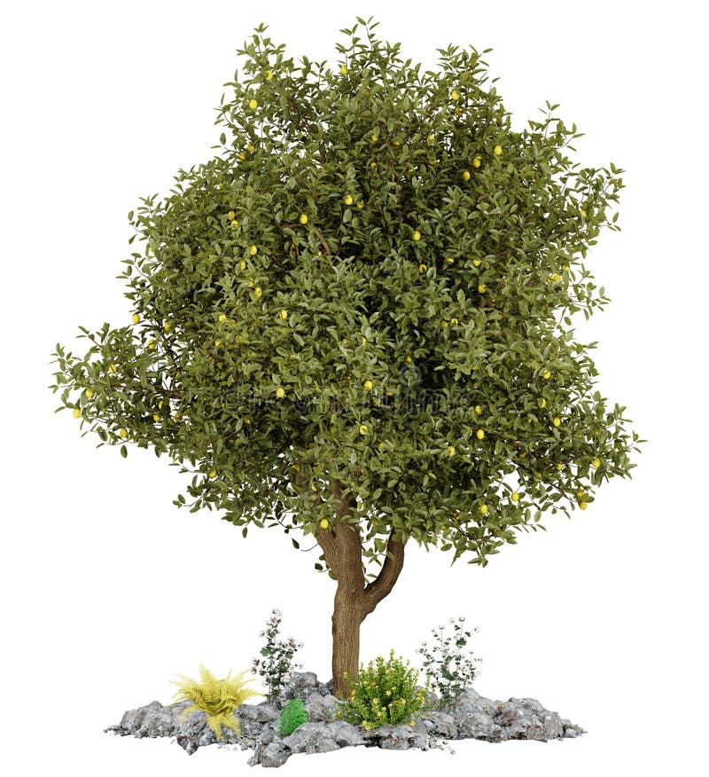 Lemon Tree with Flowers and Rocks Stock Illustration - Illustration of ...