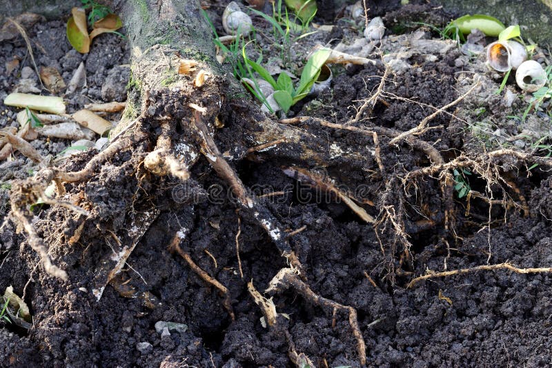 Lemon Tree, Foot and Root Rot Which Fungus is Causing the Problem Stock ...