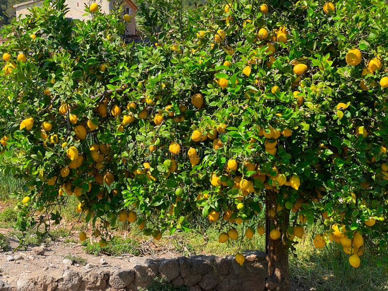 Lemon tree in fruit garden stock image. Image of orchard - 314022383