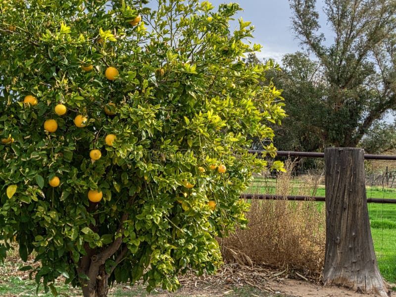 Lemon tree, fruit is ready stock photo. Image of cabin - 169931950