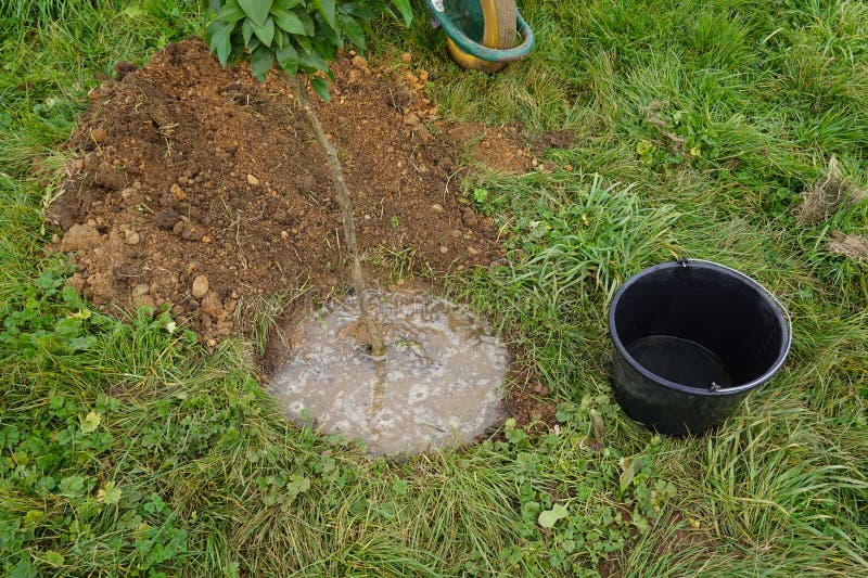 Lemon Tree Fruit Tree Watering with a Bucket at the Foot of the Fruit ...