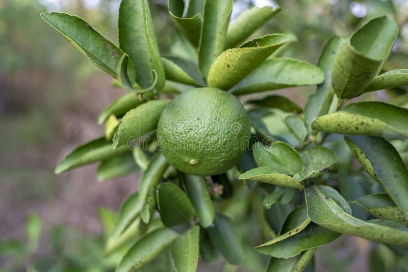 Lemon tree stock image. Image of group, foliage, bunch - 166637185