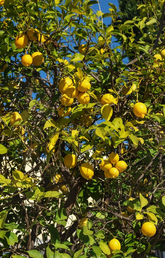 Lemon Tree with Fruits on Branches Against the Blue Sky Stock Image ...