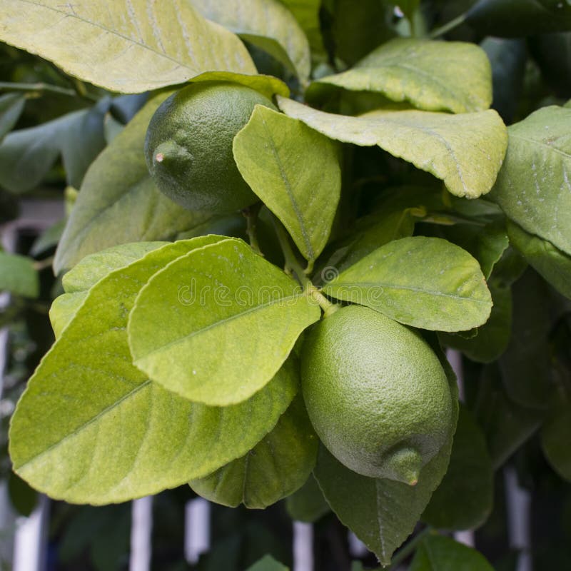 Lemon Tree with Fruits Closeup. Square Image Stock Image - Image of ...