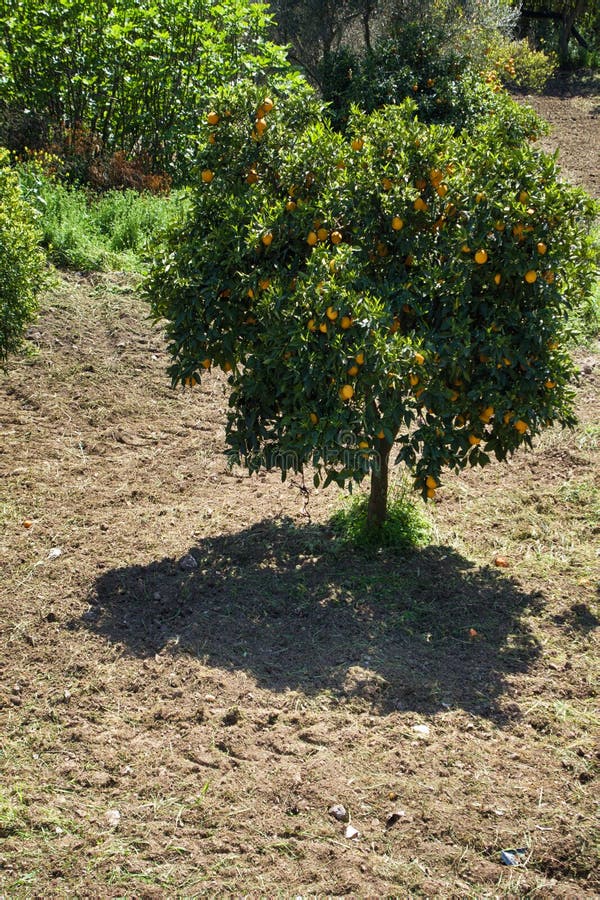 Wild lemon tree stock photo. Image of season, plant, healthy - 50604480
