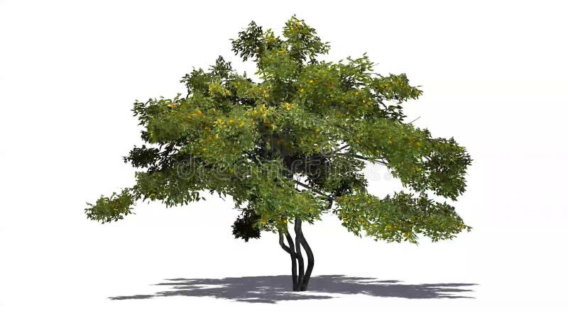 Lemon Tree with Fruits in Wind with Shadow Stock Footage - Video of ...